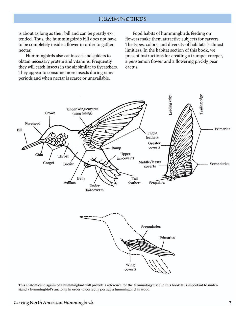 Carving North American Hummingbirds & Their Habitat | Fox Chapel ...