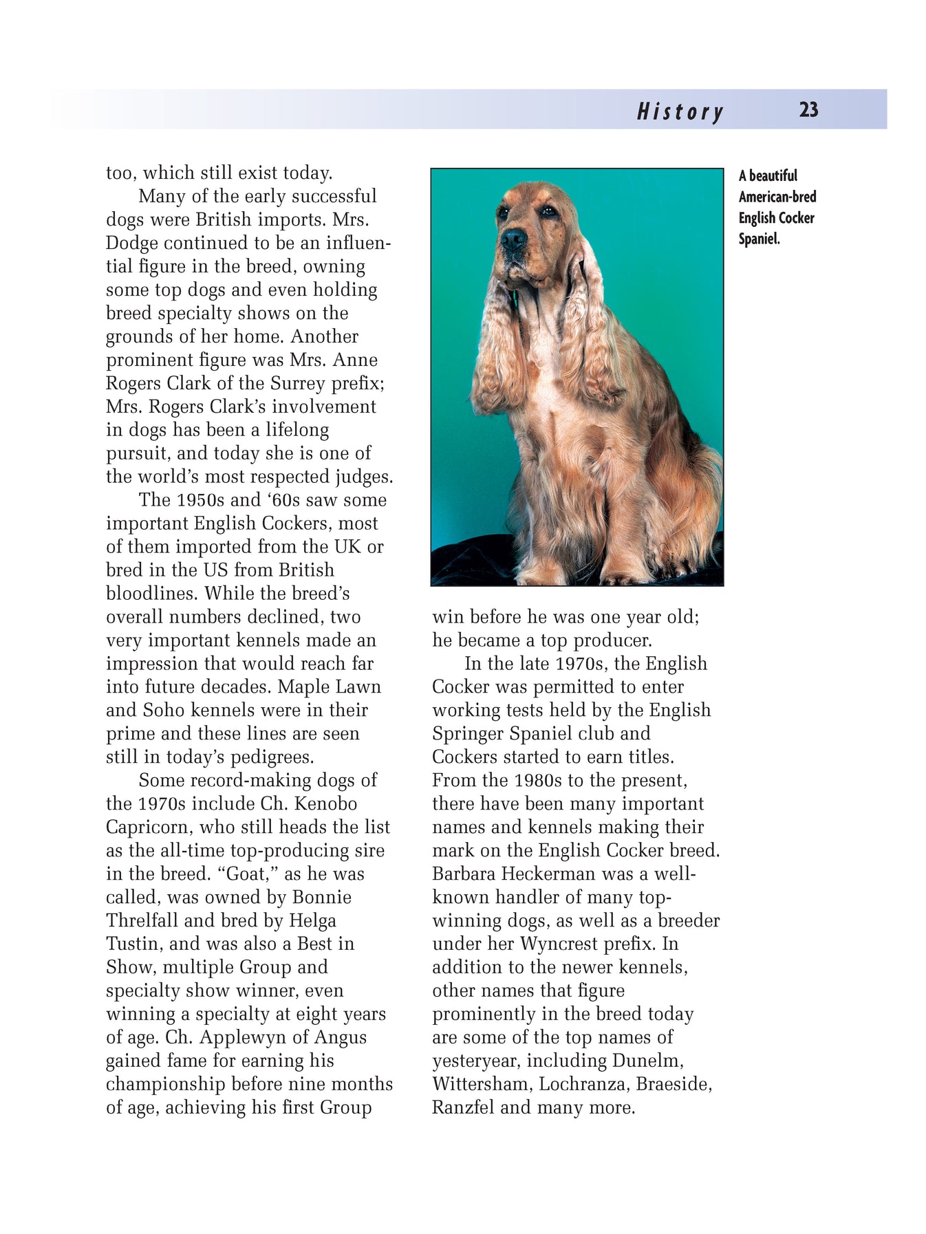 English Cocker Spaniel – Fox Chapel Publishing Co.