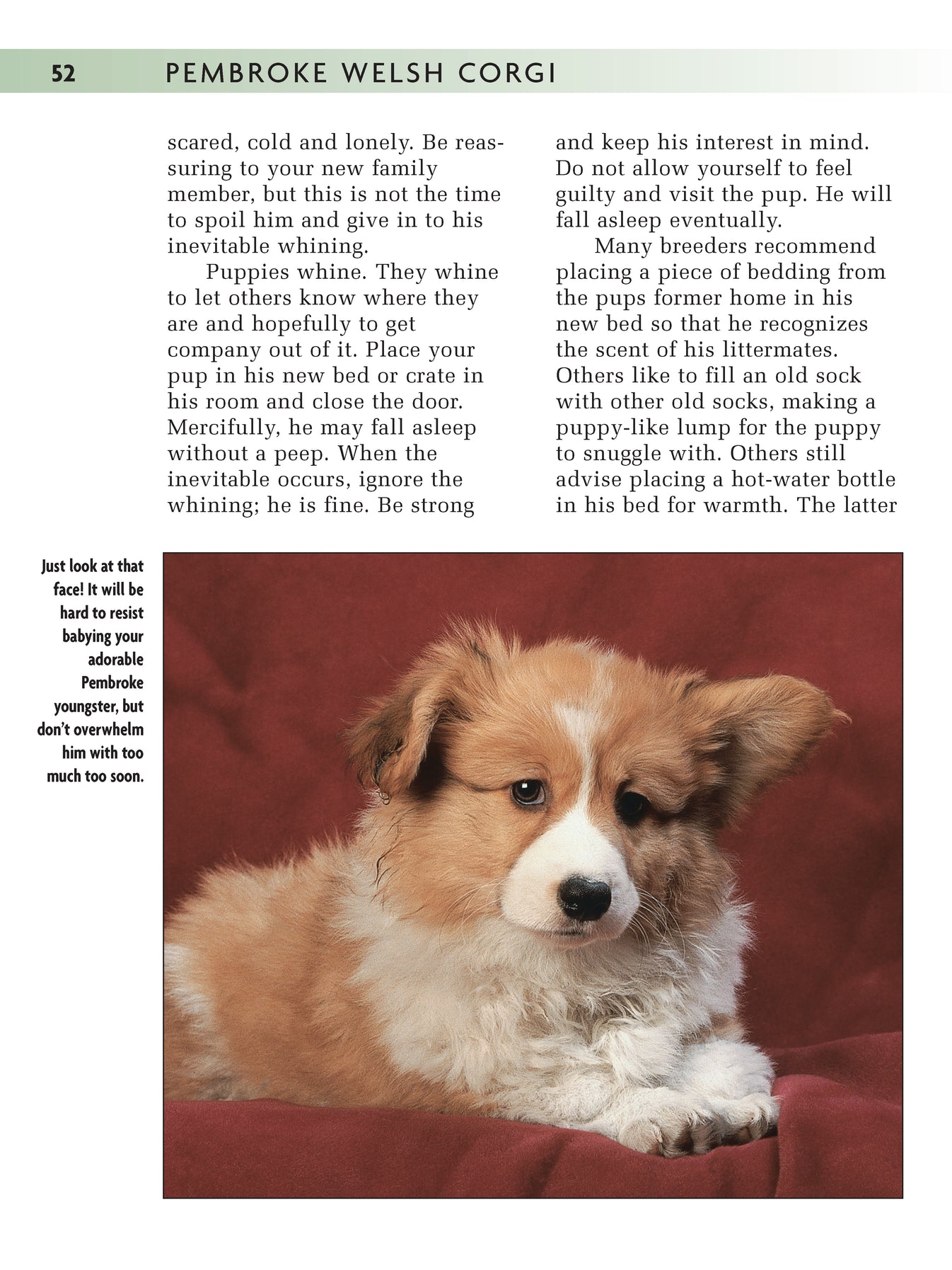 Pembroke Welsh Corgi | Fox Chapel Publishing Co.