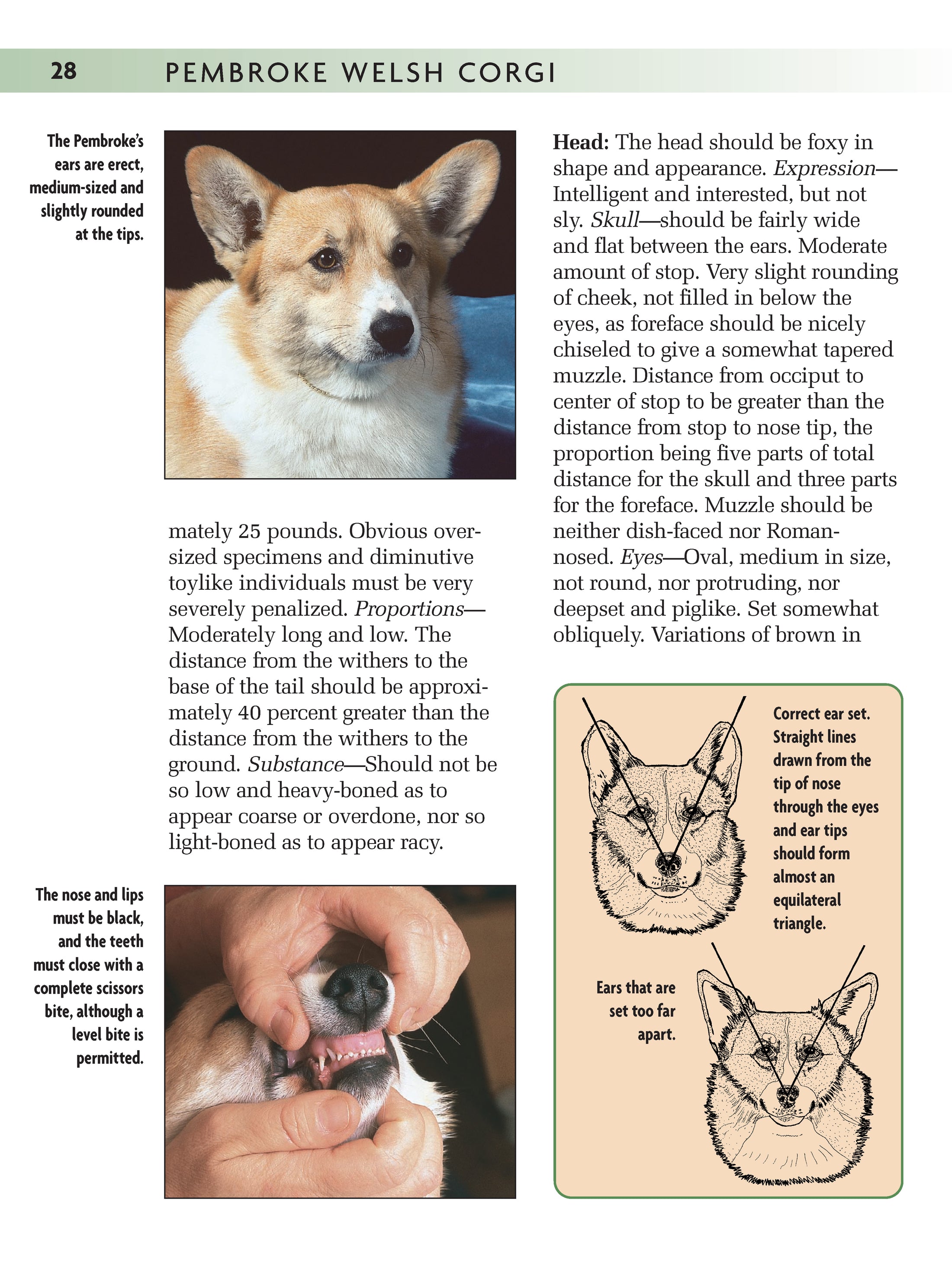 Pembroke Welsh Corgi | Fox Chapel Publishing Co.