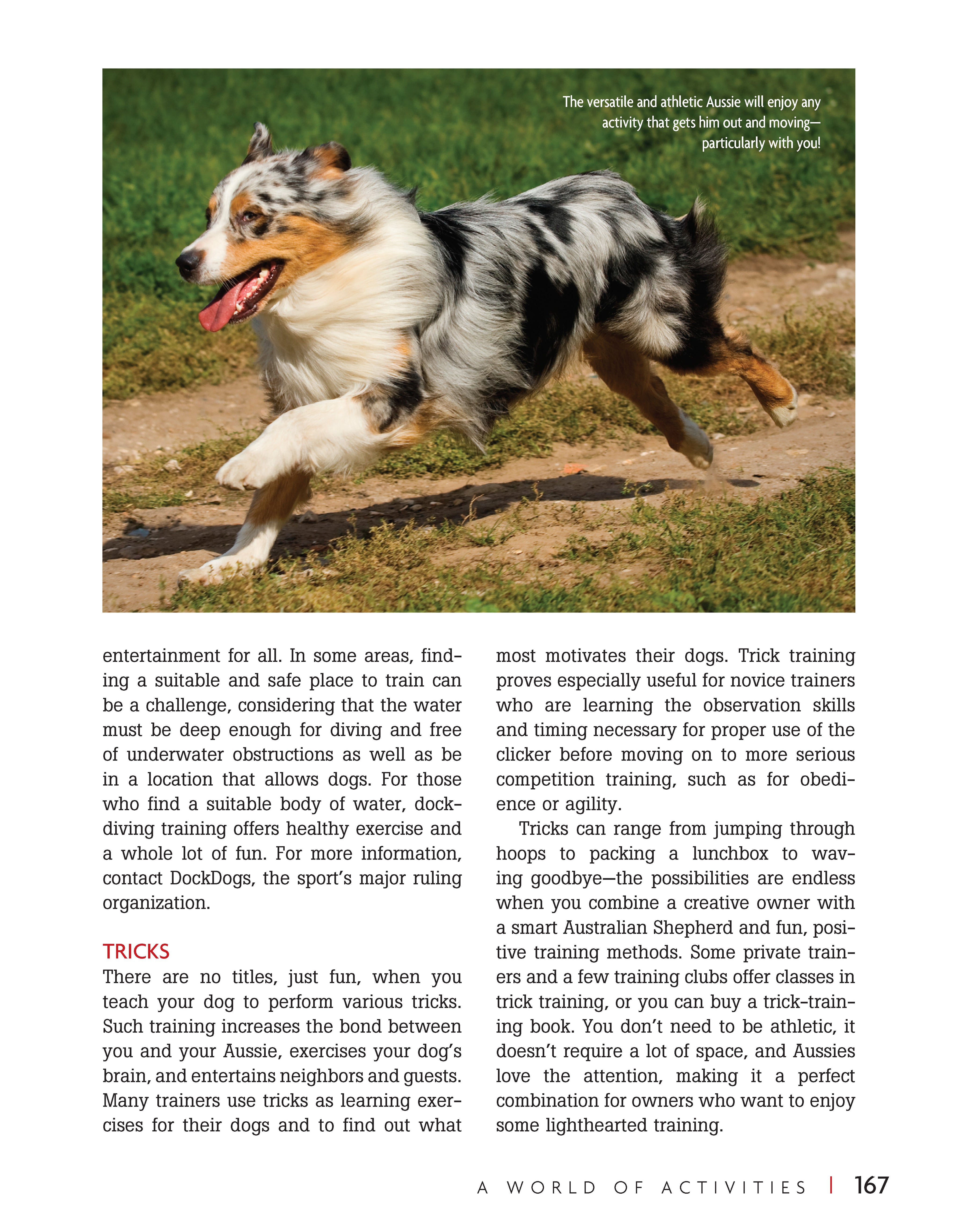 Australian Shepherd Dog – Fox Chapel Publishing Co.
