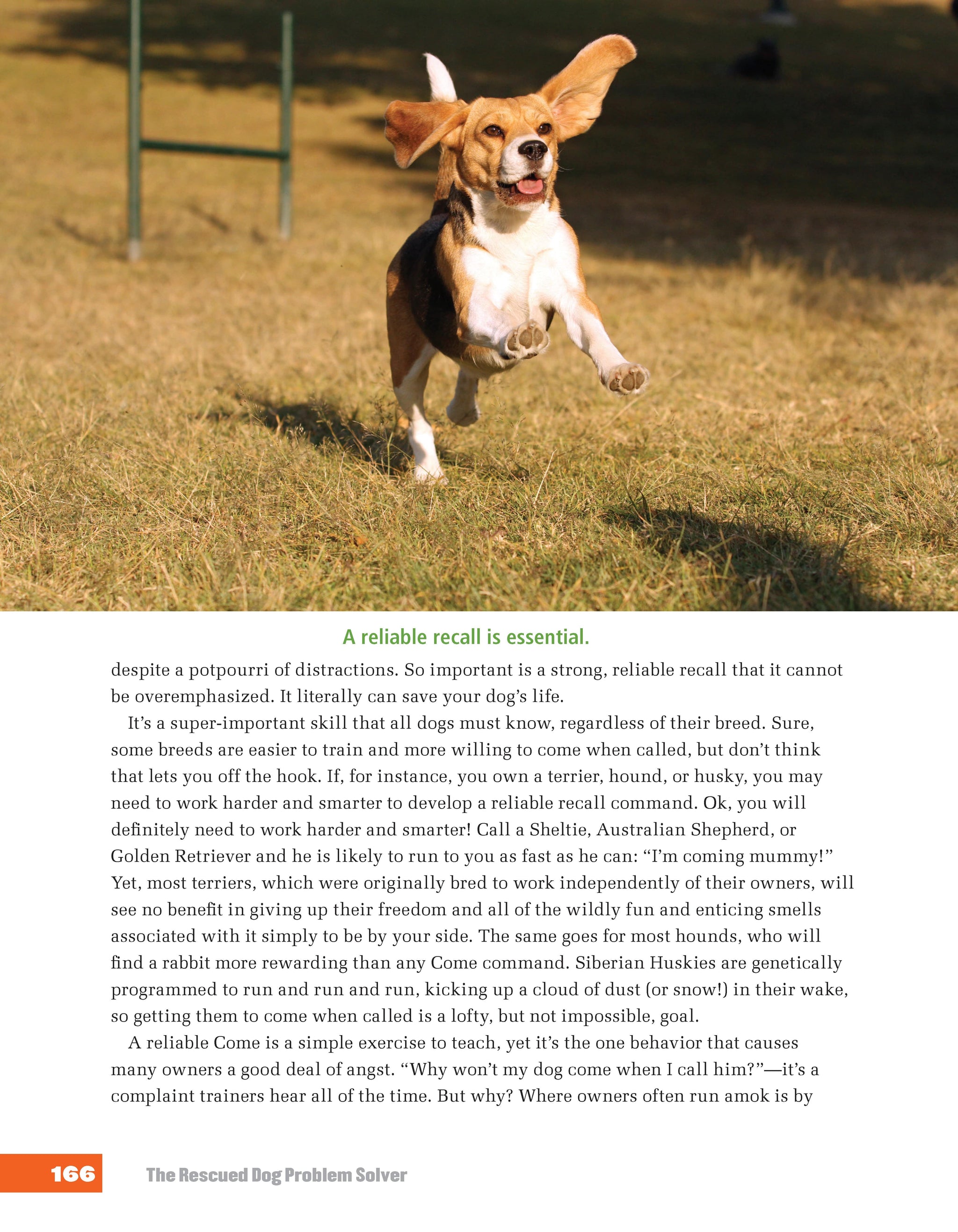 The Rescued Dog Problem Solver – Fox Chapel Publishing Co.