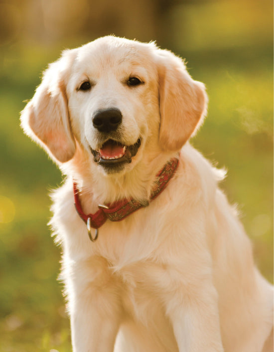 Dr. Khalsa's Natural Dog | Fox Chapel Publishing Co.