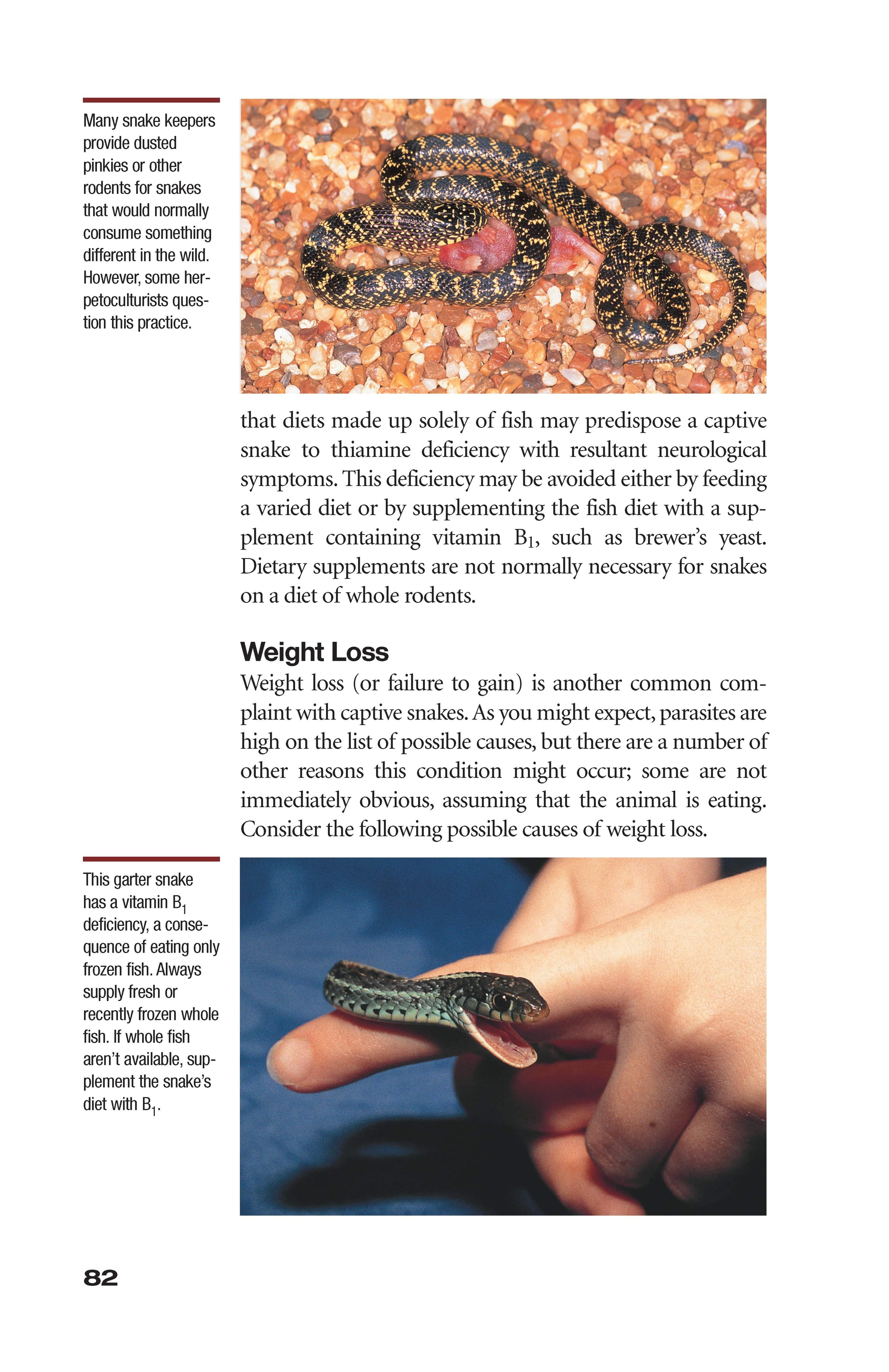 What's Wrong With My Snake? (advanced Vivarium Systems) – Fox Chapel ...