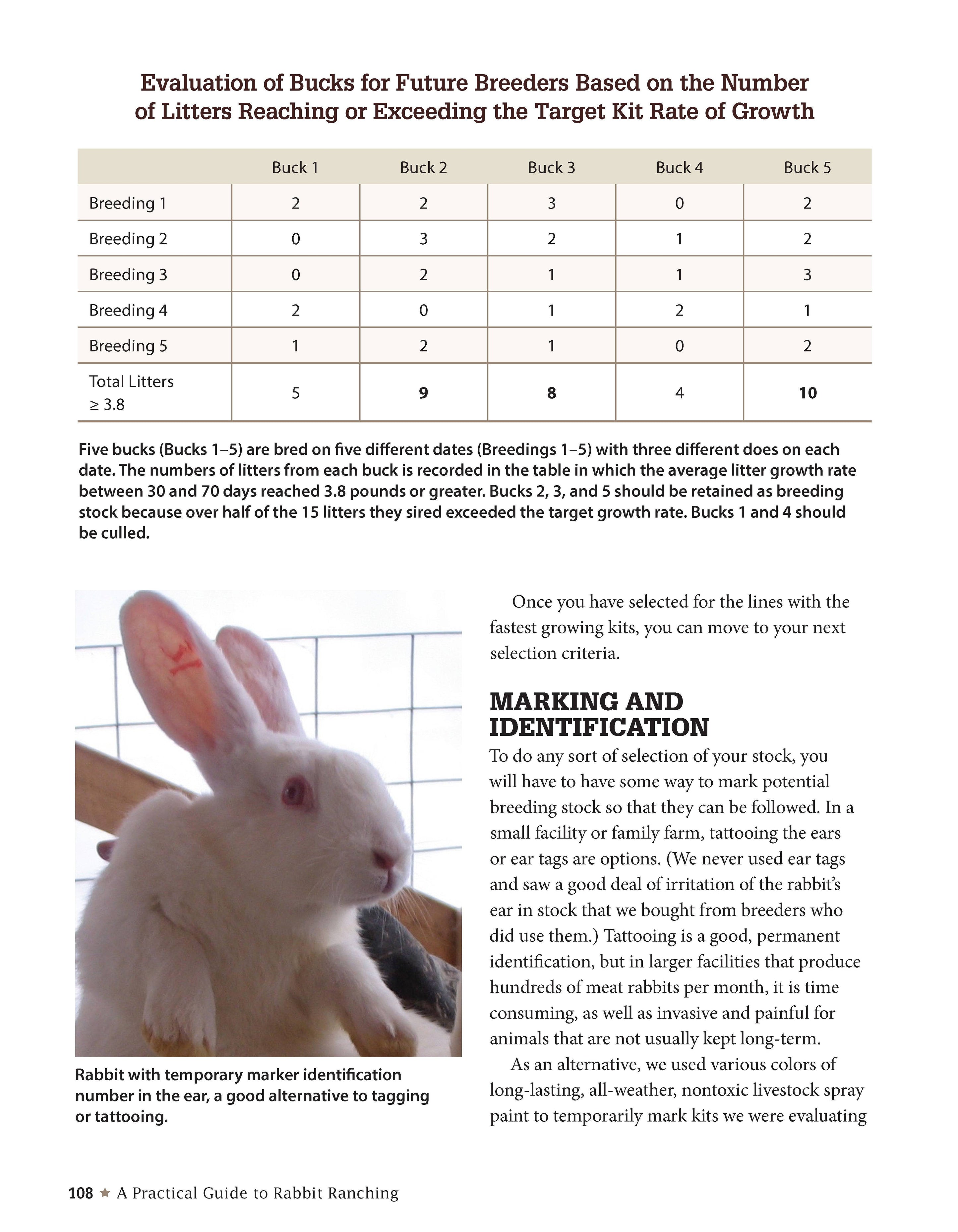 A Practical Guide to Rabbit Ranching – Fox Chapel Publishing Co.