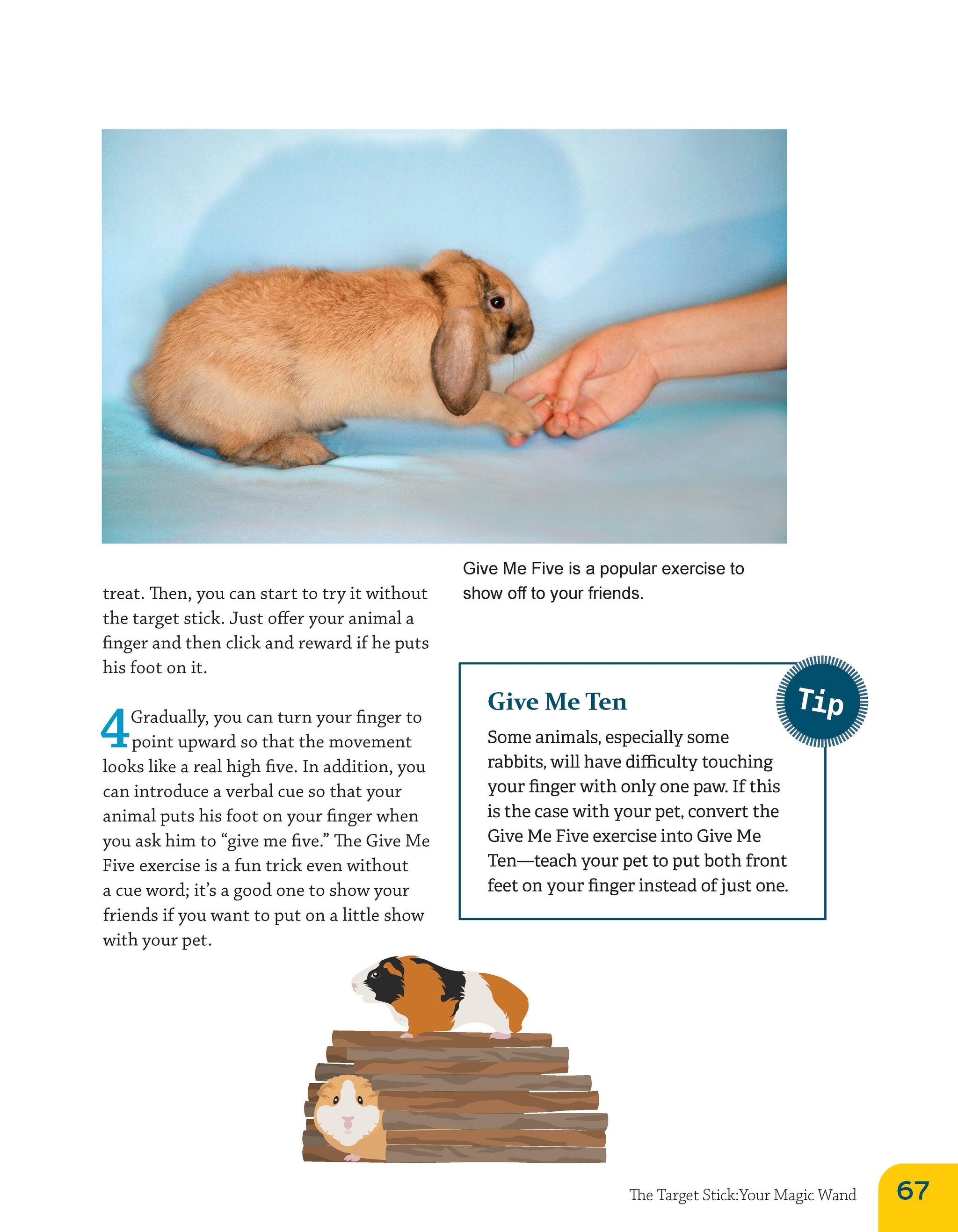 Clicker Training for Rabbits, Guinea Pigs, and Other Small Pets – Fox ...