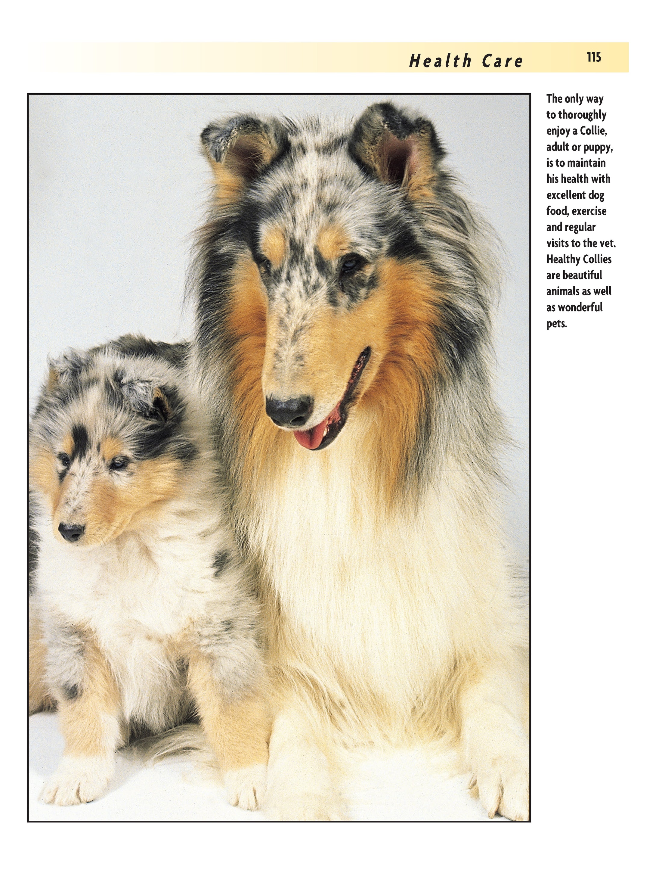 Collie (Comprehensive Owner's Guide) – Fox Chapel Publishing Co.