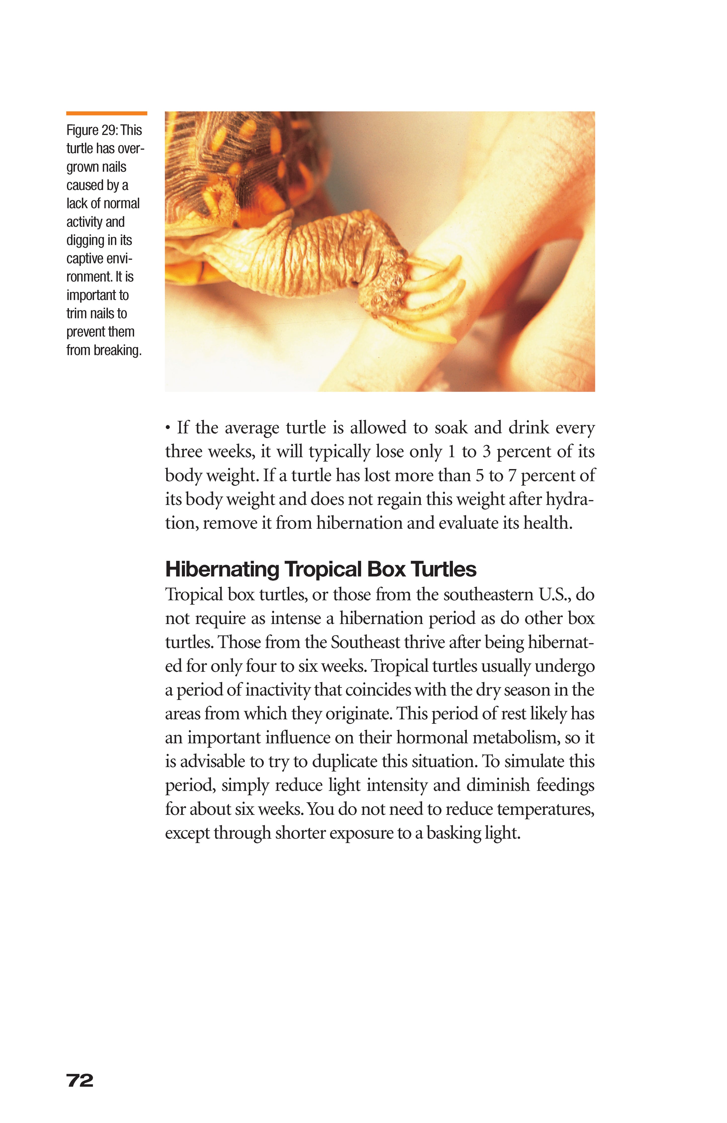 The Box Turtle Manual | Fox Chapel Publishing Co.