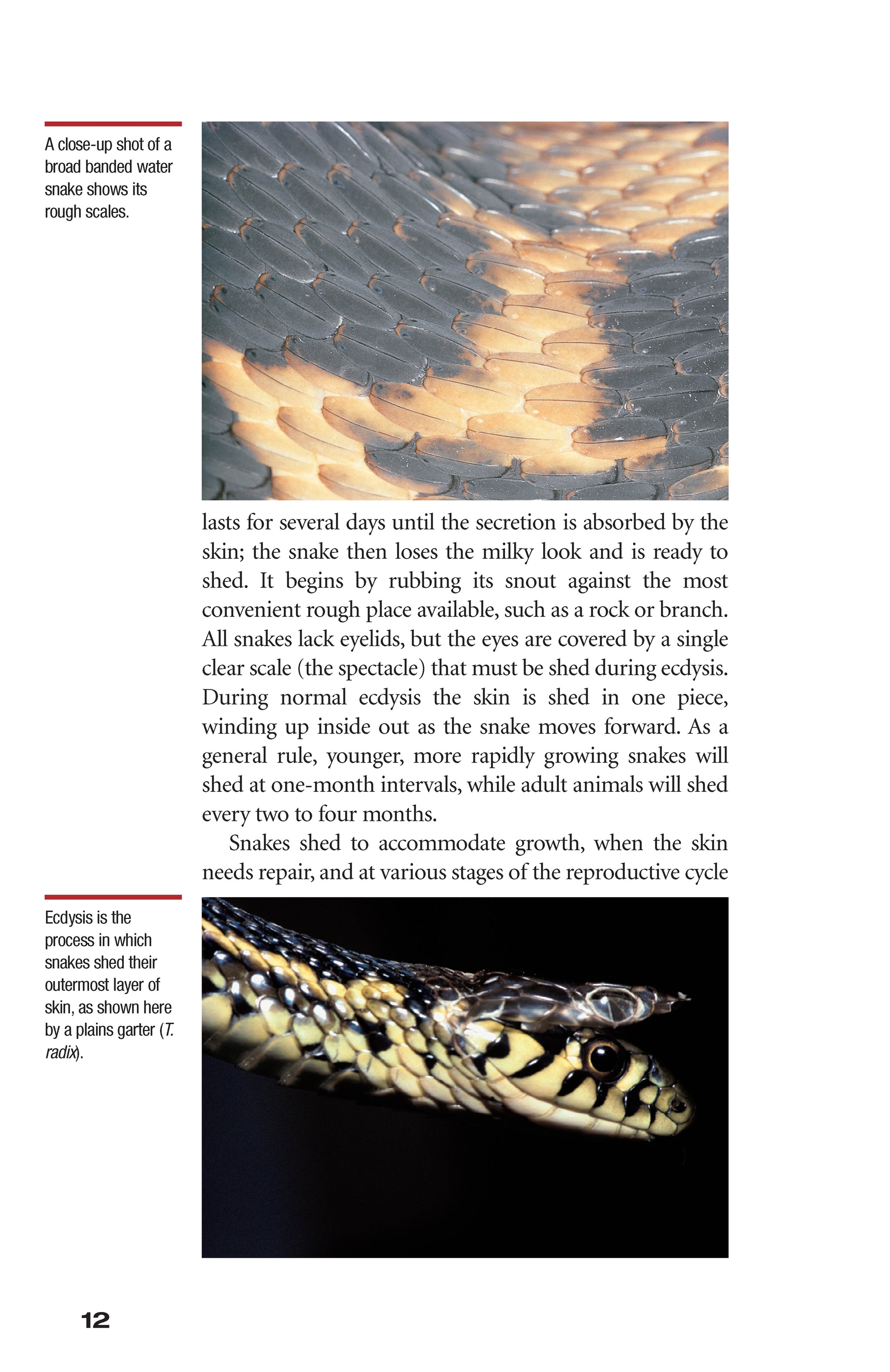 Garter Snakes and Water Snakes – Fox Chapel Publishing Co.