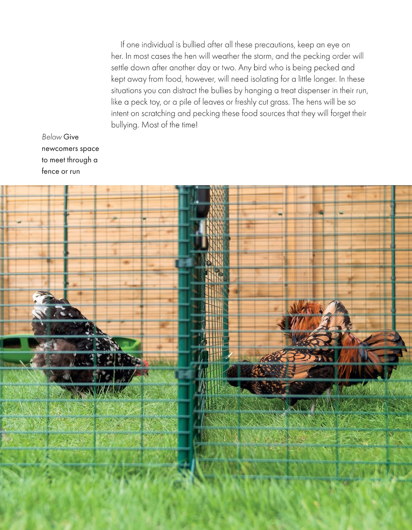 What the Cluck? | Fox Chapel Publishing Co.