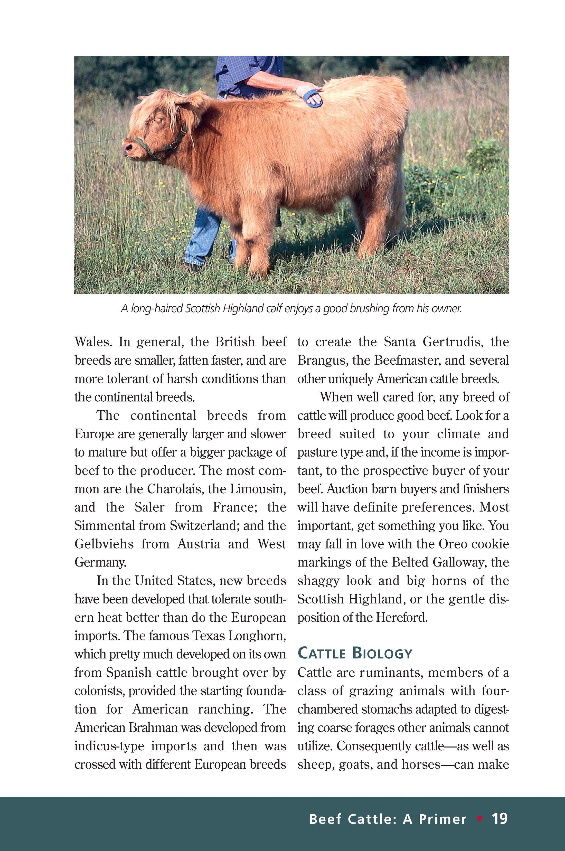 Beef Cattle | Fox Chapel Publishing Co.