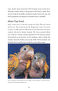 Conures