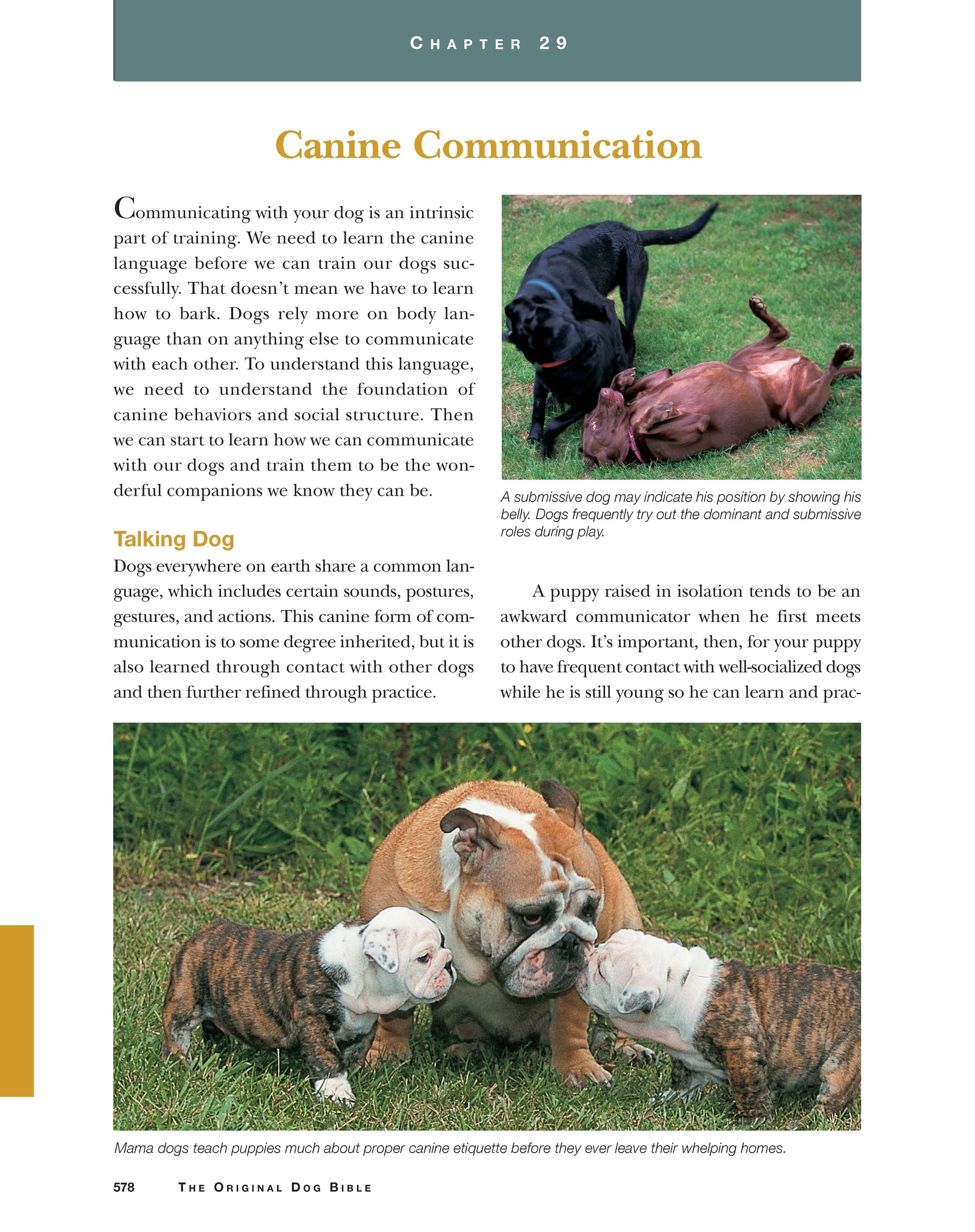 Original Dog Bible, 2nd Edition – Fox Chapel Publishing Co.