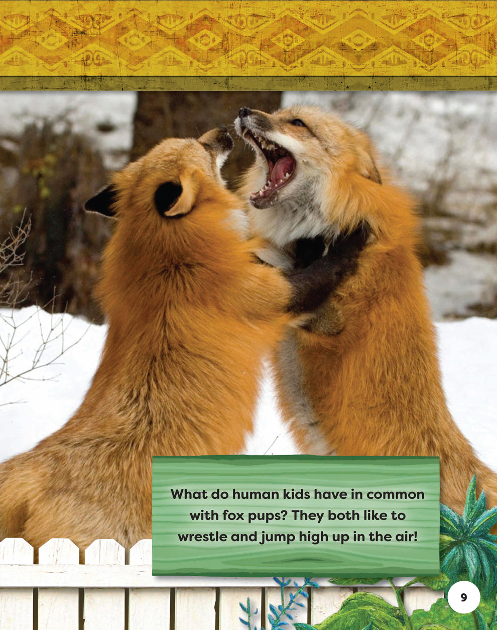 Kids' Backyard Safari: Red Foxes – Fox Chapel Publishing Co.