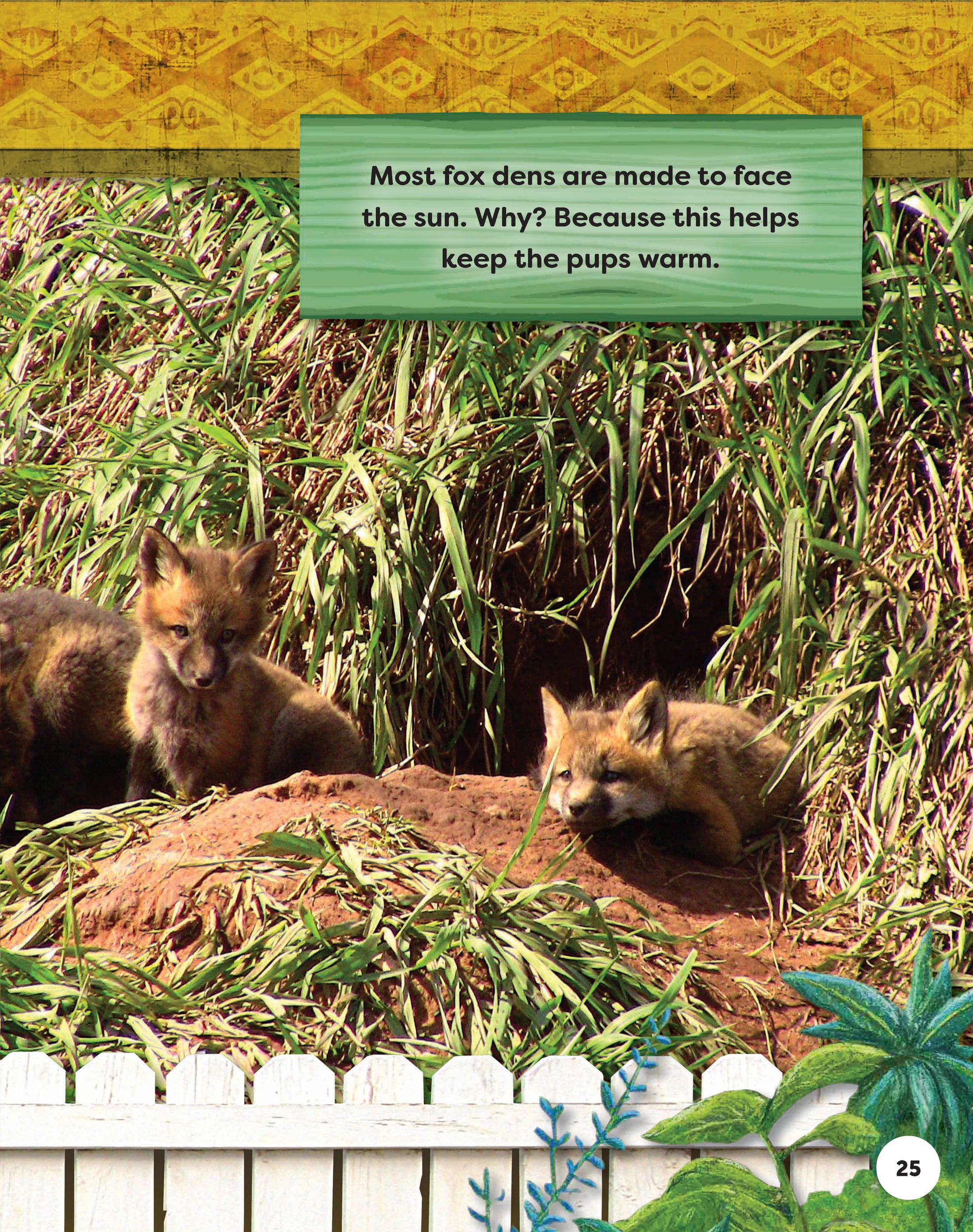 Kids' Backyard Safari: Red Foxes – Fox Chapel Publishing Co.