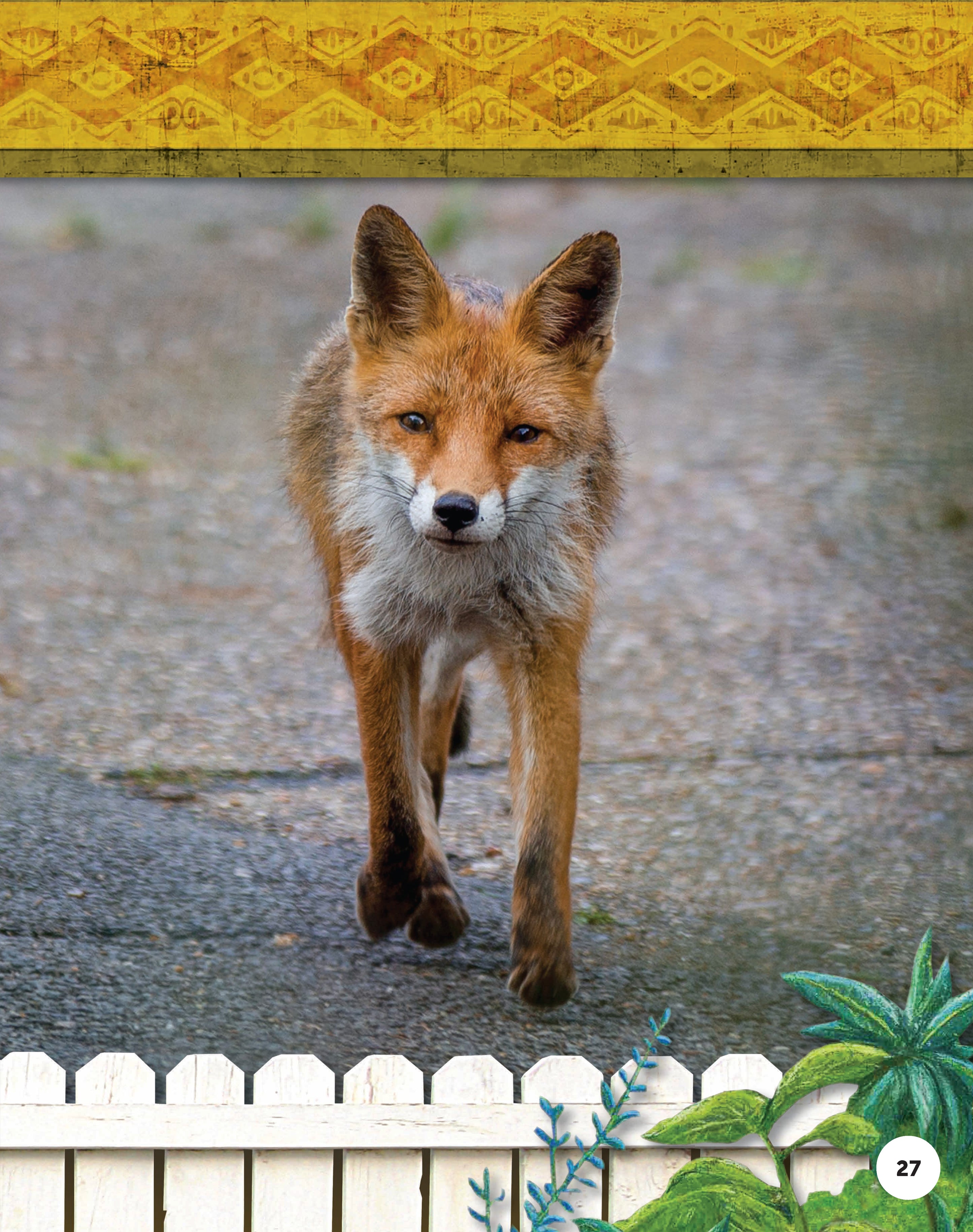 Kids' Backyard Safari: Red Foxes – Fox Chapel Publishing Co.